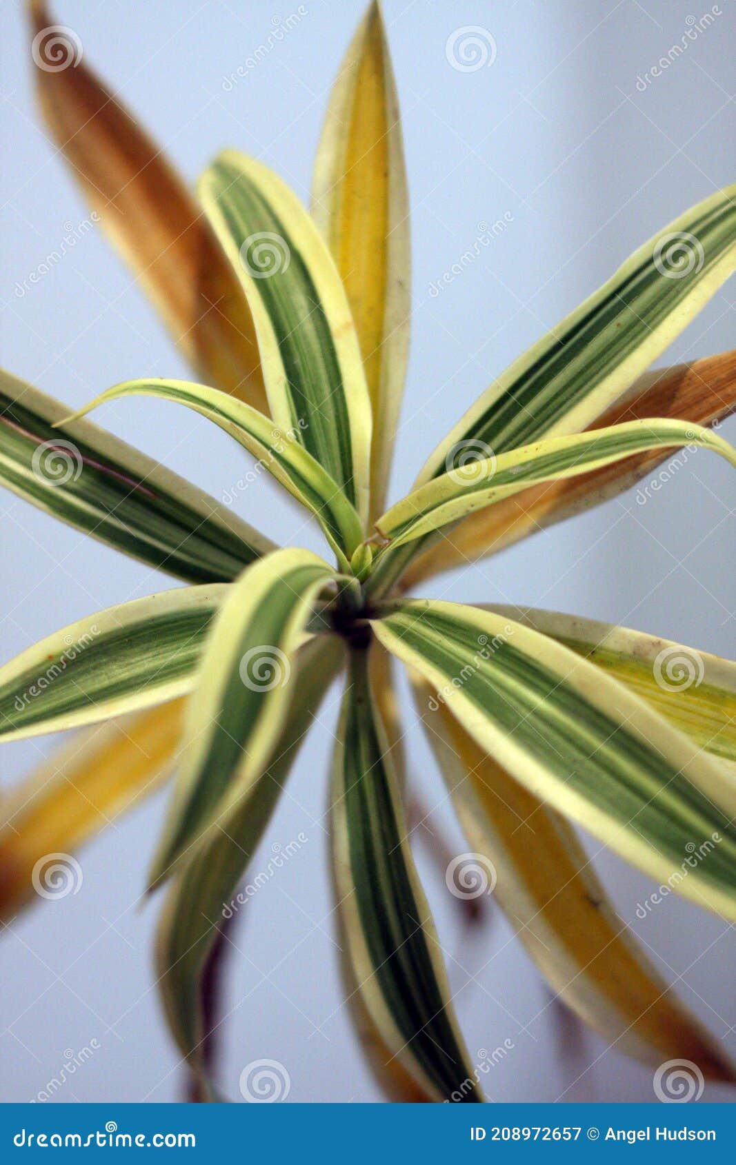 Star Leaf stock image. Image of star, sunlight, tree - 208972657