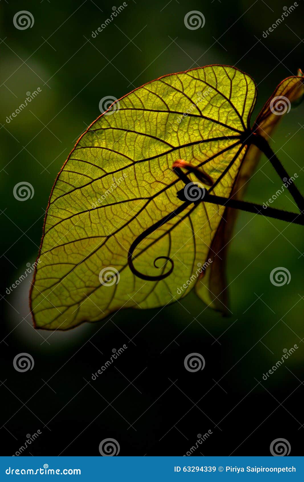 Leaf stock image. Image of ecological, green, closeup - 63294339