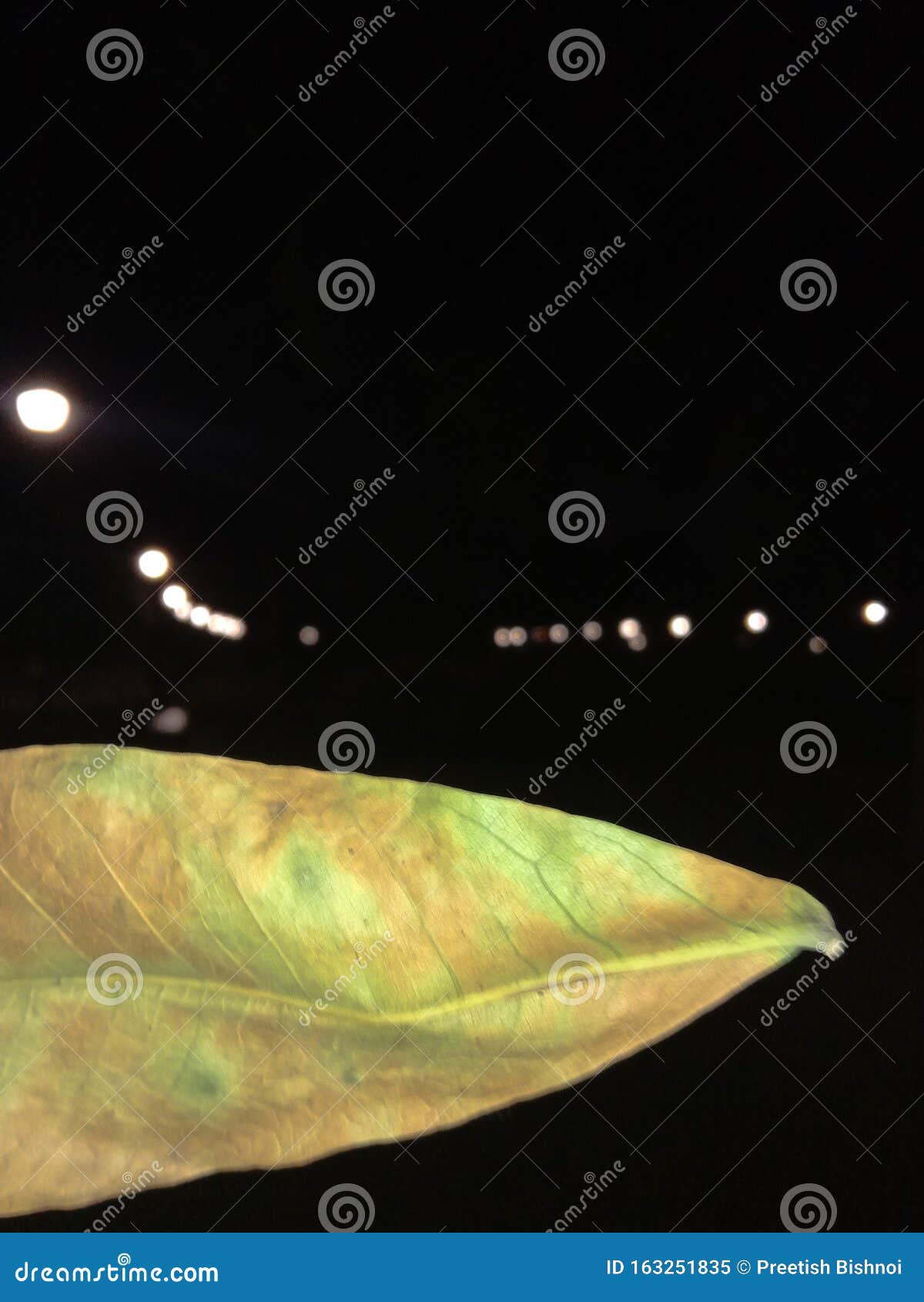 A leaf in the night stock image. Image of light, night - 163251835