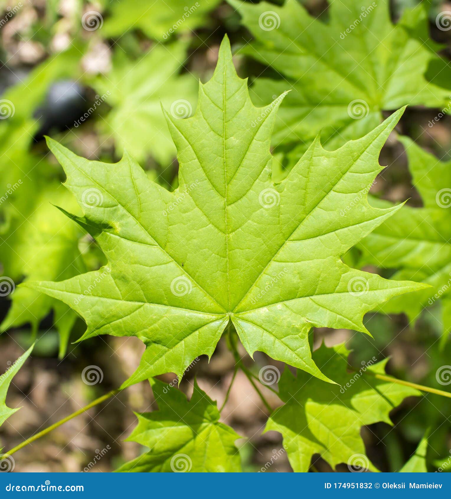 Leaf Norway maple stock photo. Image of deciduous, plant - 174951832