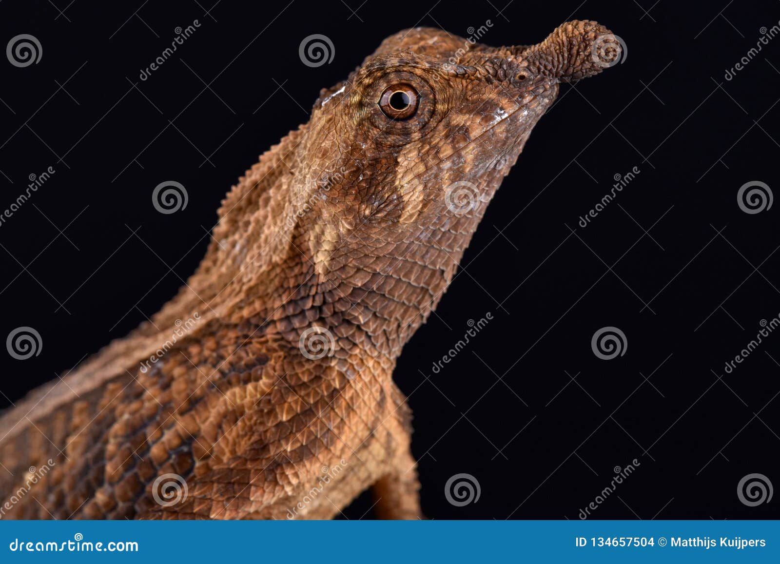 Leaf-nosed Lizard Ceratophora Tennentii Stock Photo - Image of moving ...