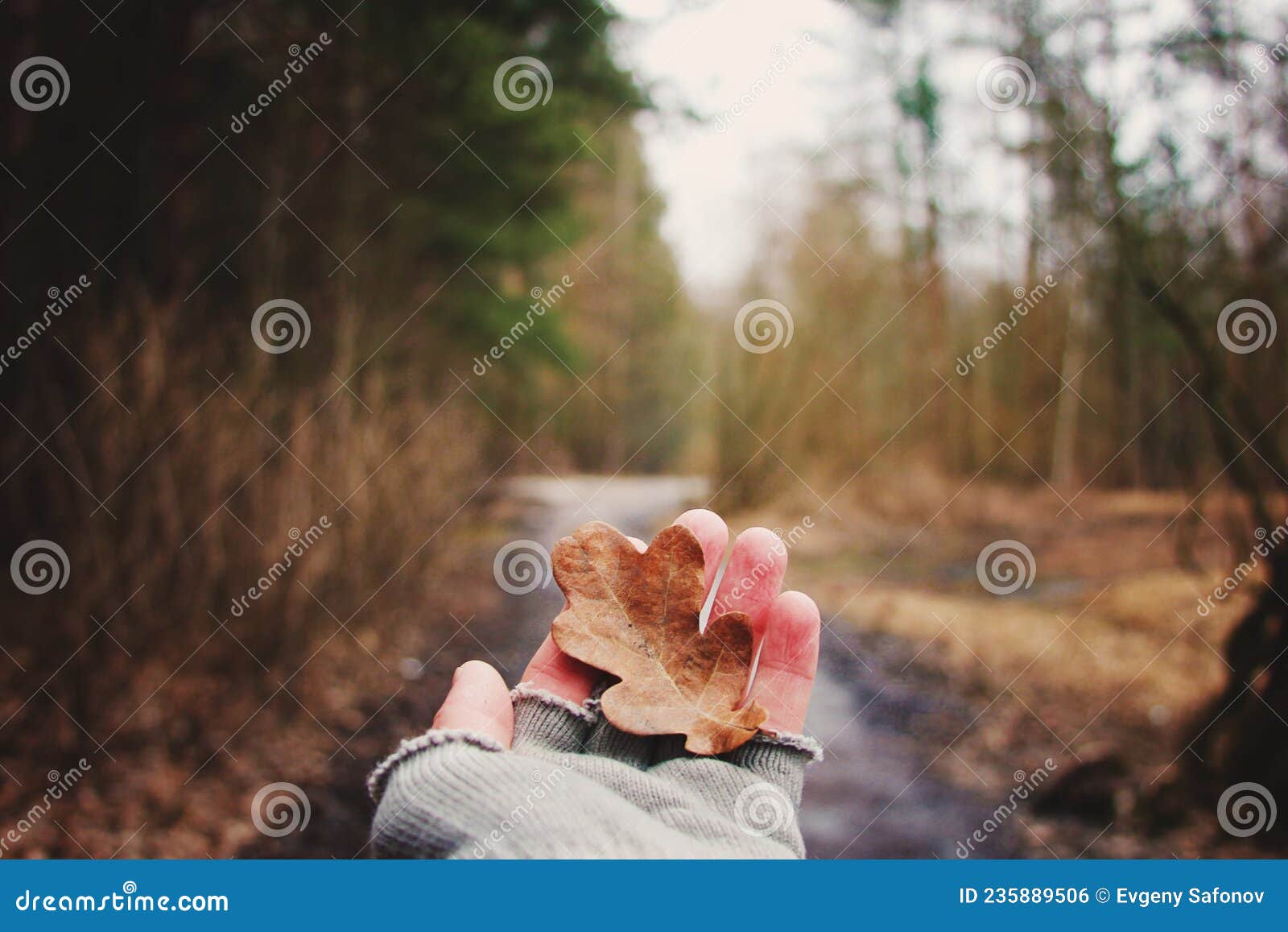 Oak leaf in hand stock photo. Image of sunlight, plant - 235889506