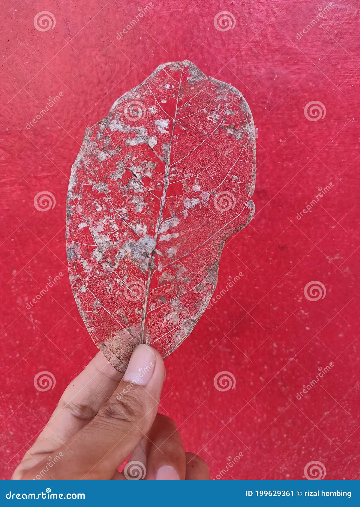 The leaf off stock image. Image of plant, leaves, leaf - 199629361