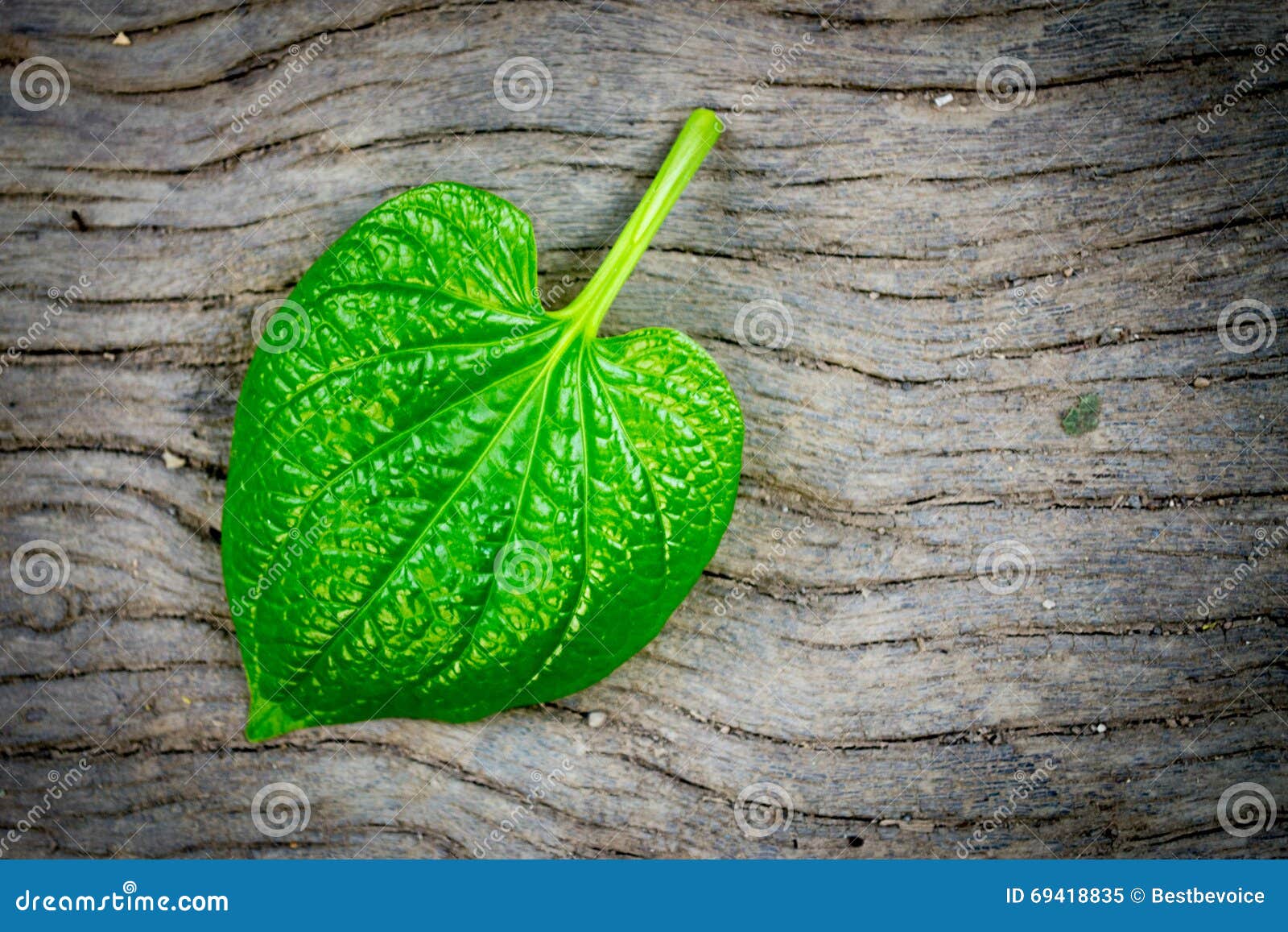 Leaf on old wooden stock image. Image of hash, herb, herbal - 69418835