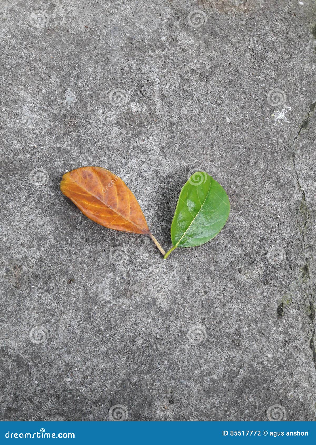 Leaf stock photo. Image of green, sumbawa, brown, young - 85517772