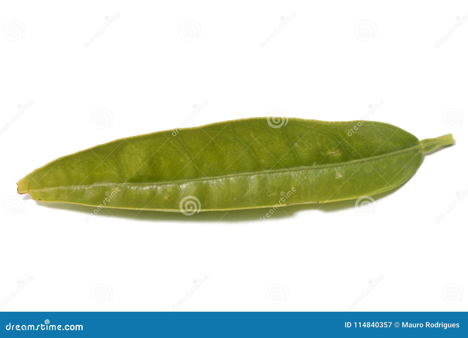 Leaf from orange tree stock image. Image of aromatic - 114840357