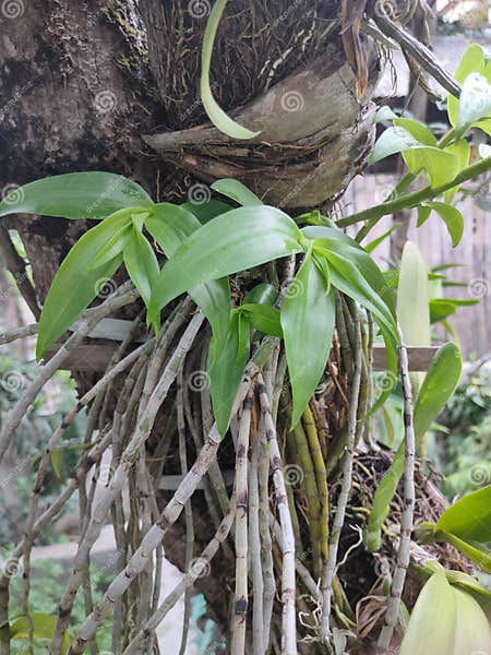 Leaf of Orchid with Its Steam in the Tree Stock Image - Image of leaf ...