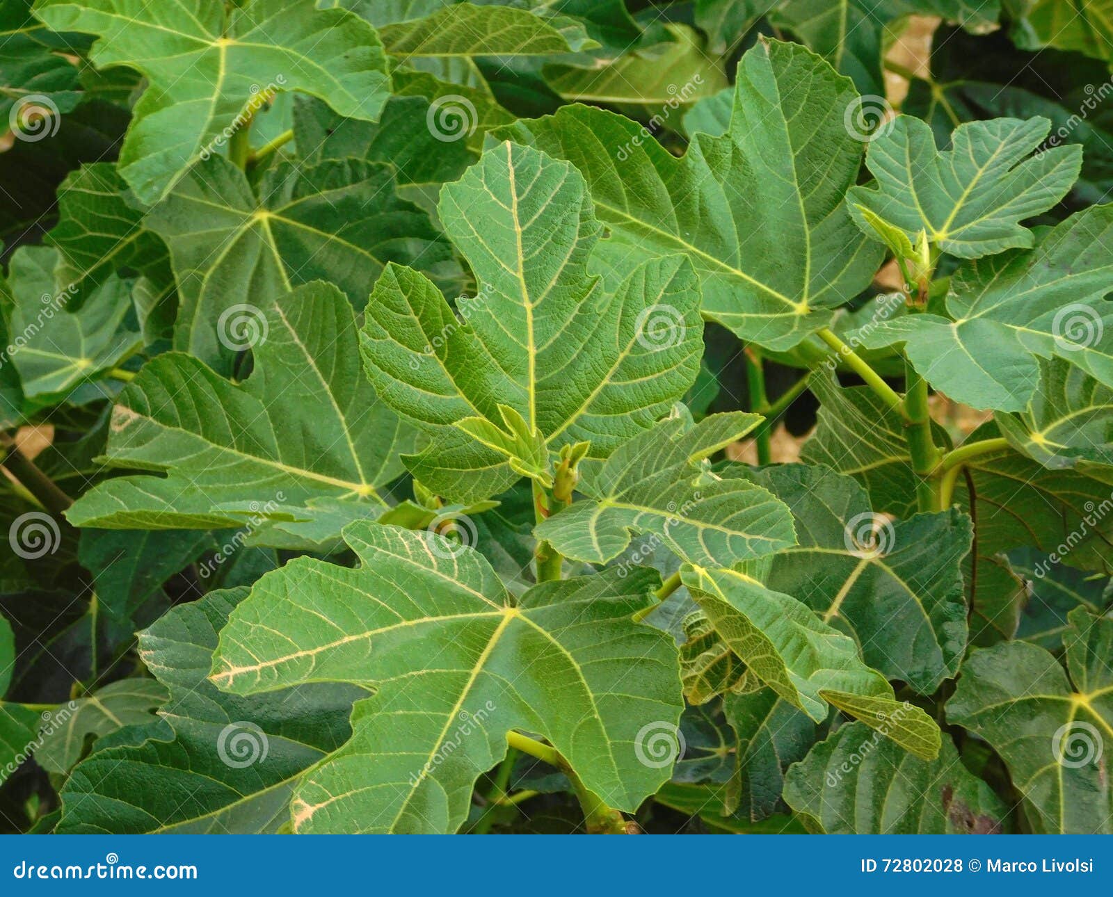 Leaf out stock photo. Image of spring, life, color, plant - 72802028