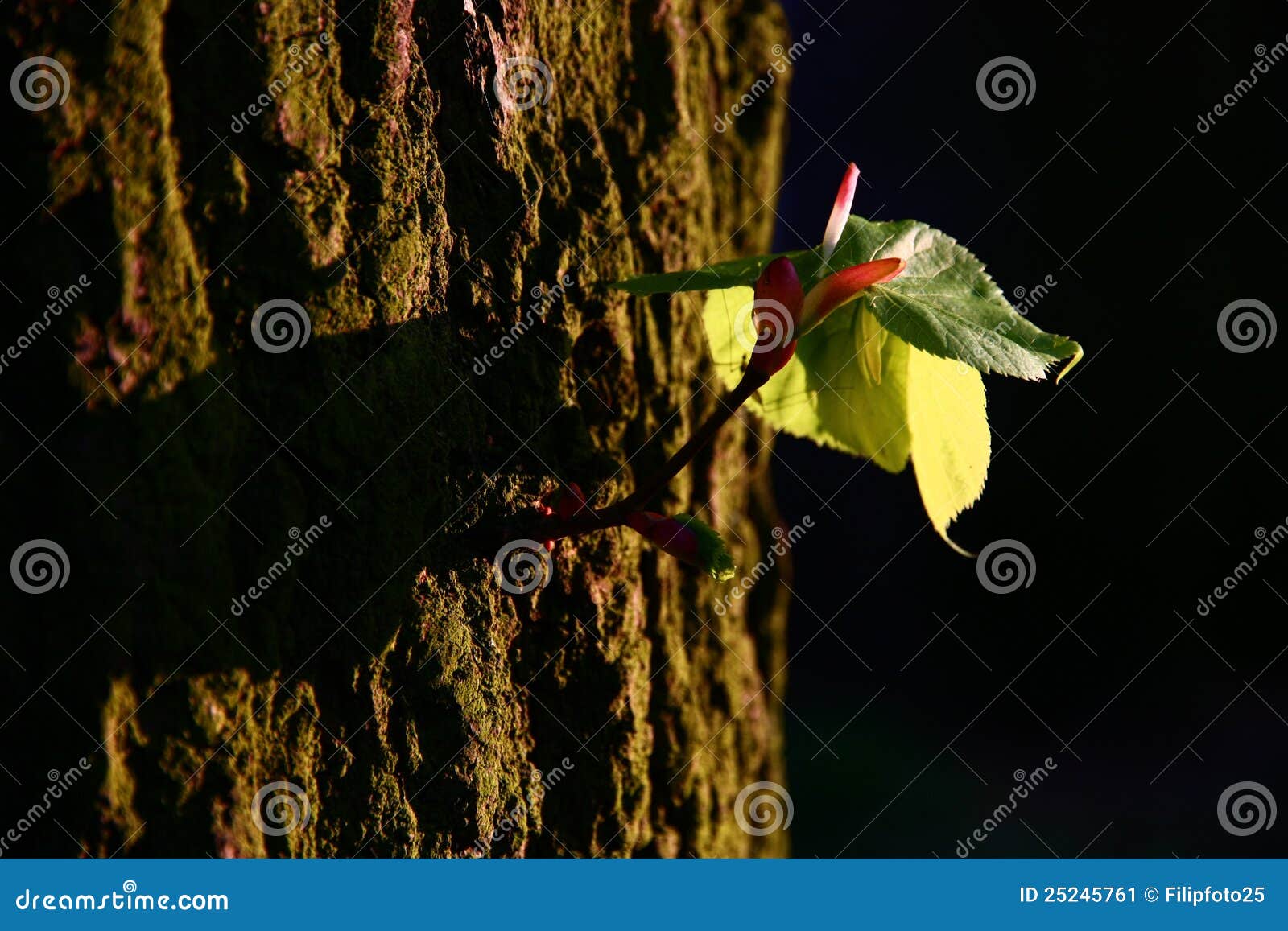 Leaf outgrowth stock image. Image of closeup, stem, shine - 25245761