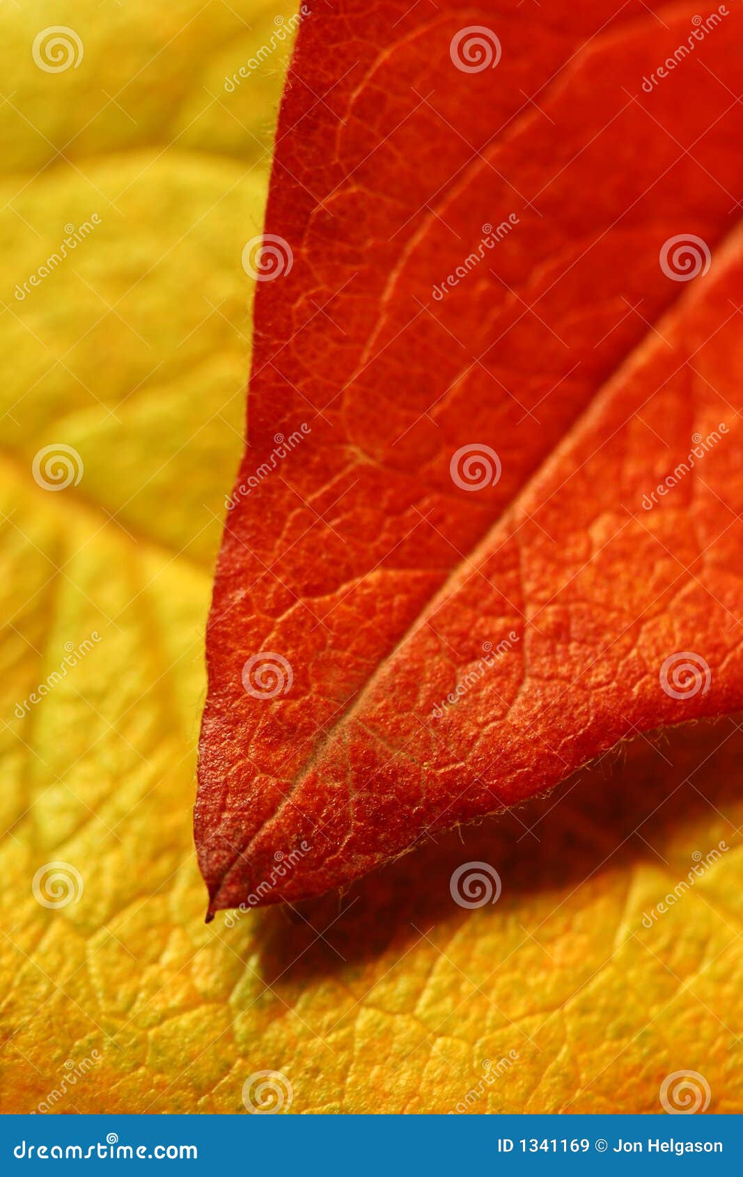 Leaf over leaf stock image. Image of halloween, plant - 1341169