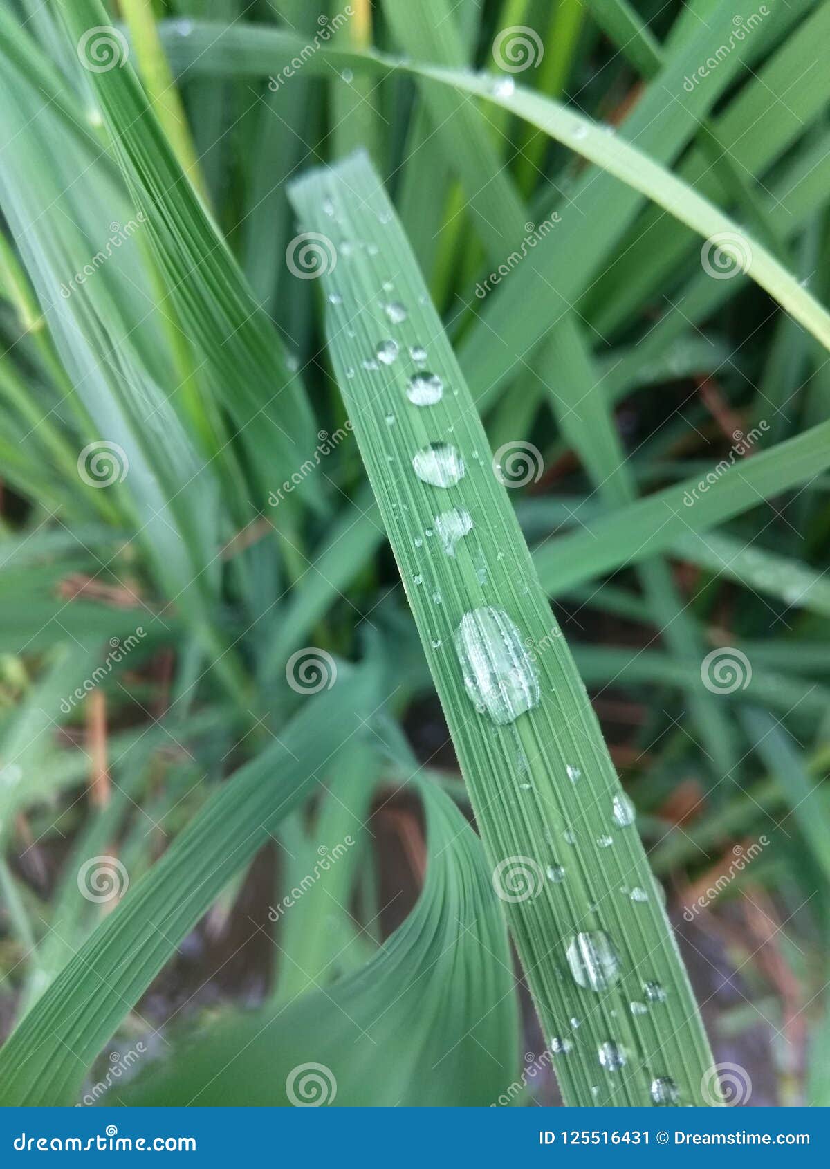 Paddy leaves stock image. Image of droplets, water, leaf - 125516431