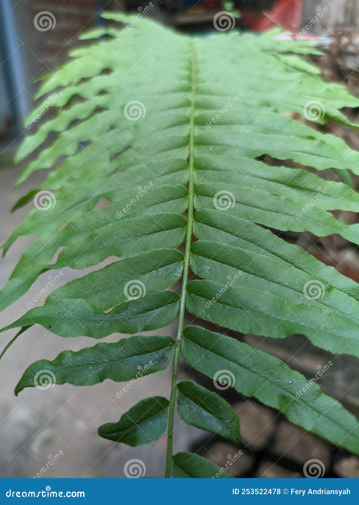 The Leaf of Paku from Indonesia Stock Photo - Image of paku, tree ...
