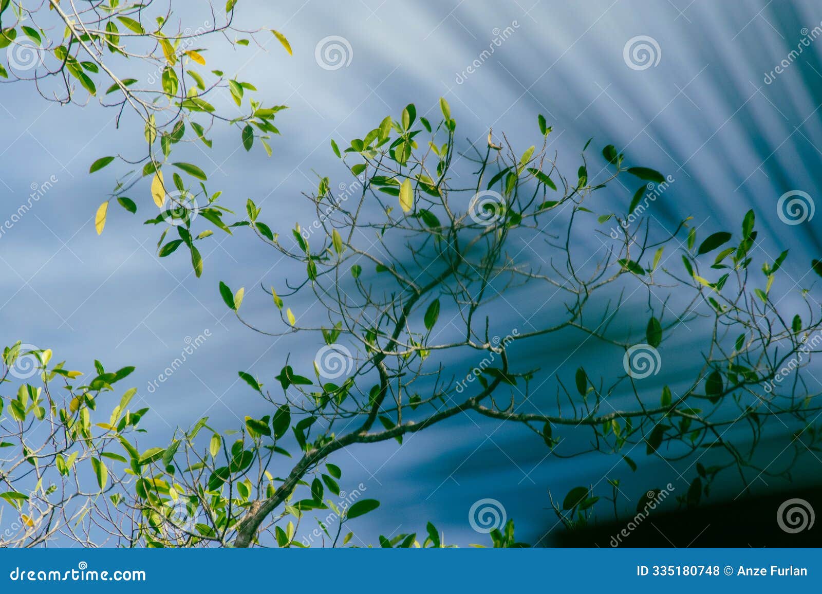 Leaf and Palm Looking Background or Ornament. a Combine of Both Types ...