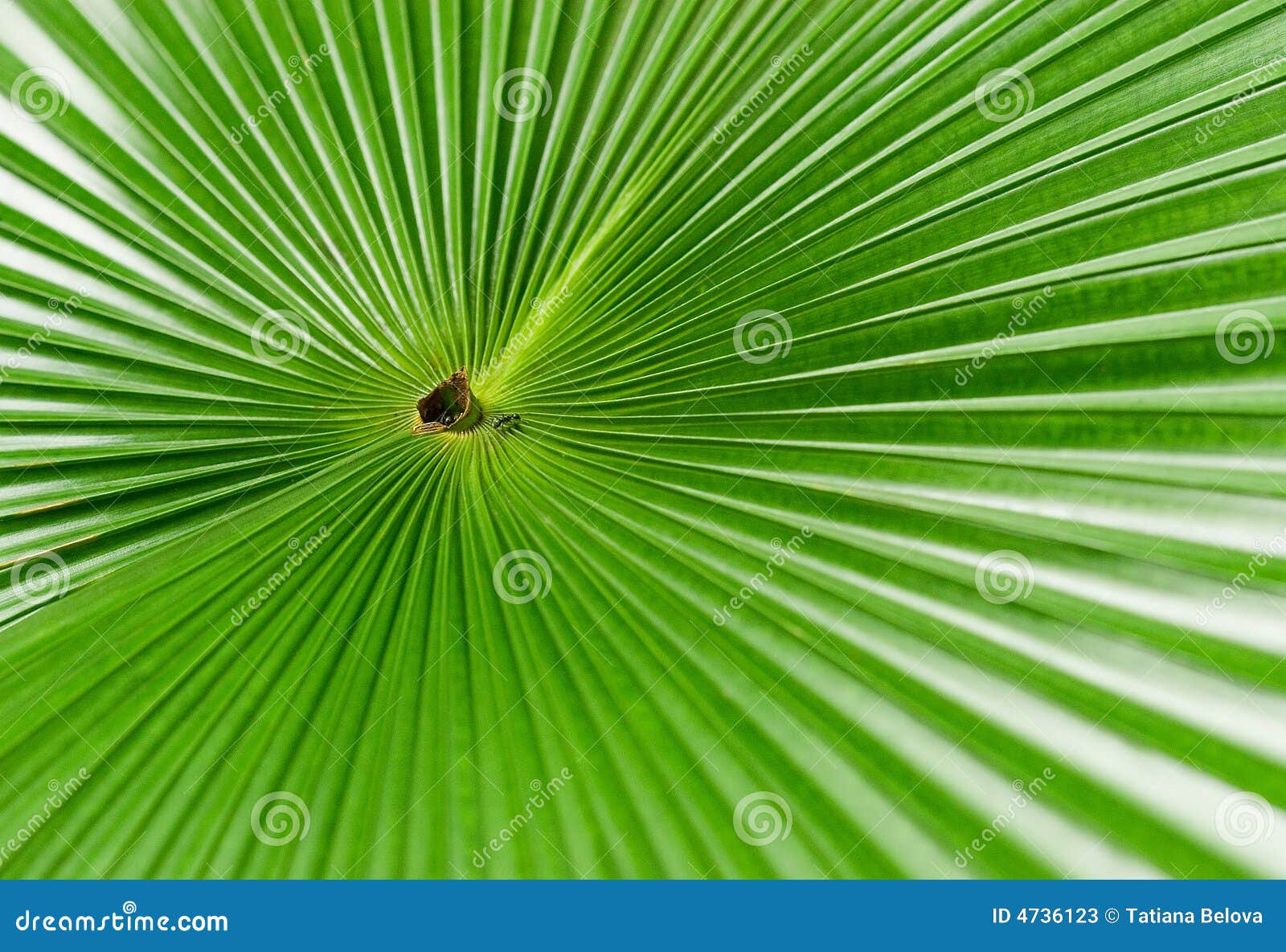 Leaf of a palm tree. stock image. Image of summer, palm - 4736123