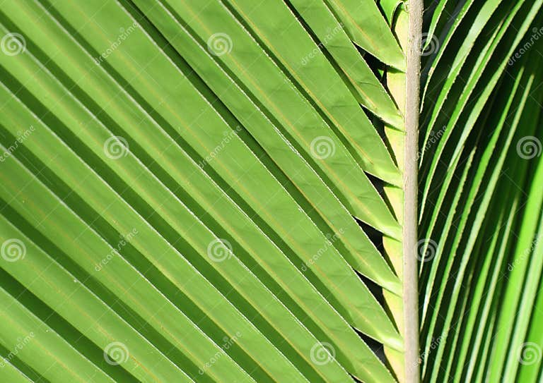 Leaf of a palm tree stock image. Image of tree, plant - 4744541