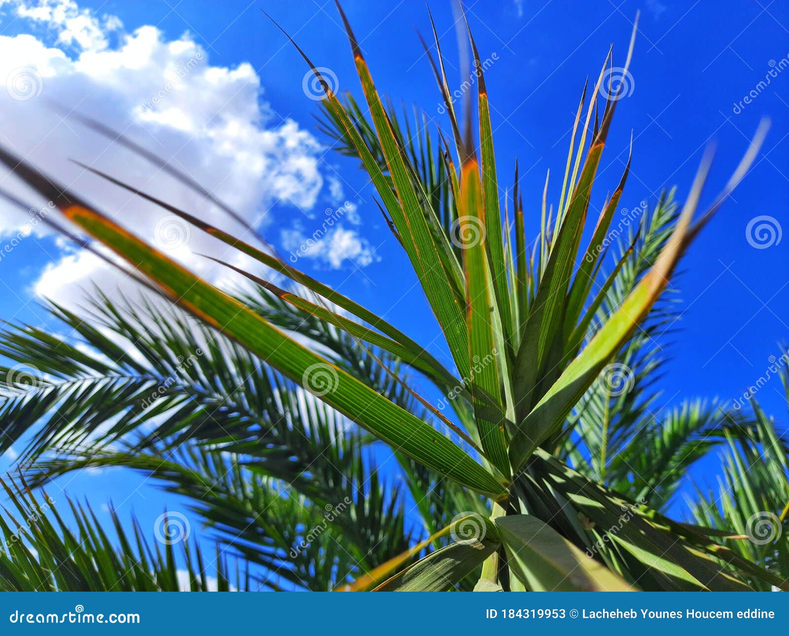 Leaf of Palm Tree in Desert of Algeria Stock Image - Image of wallpaper ...