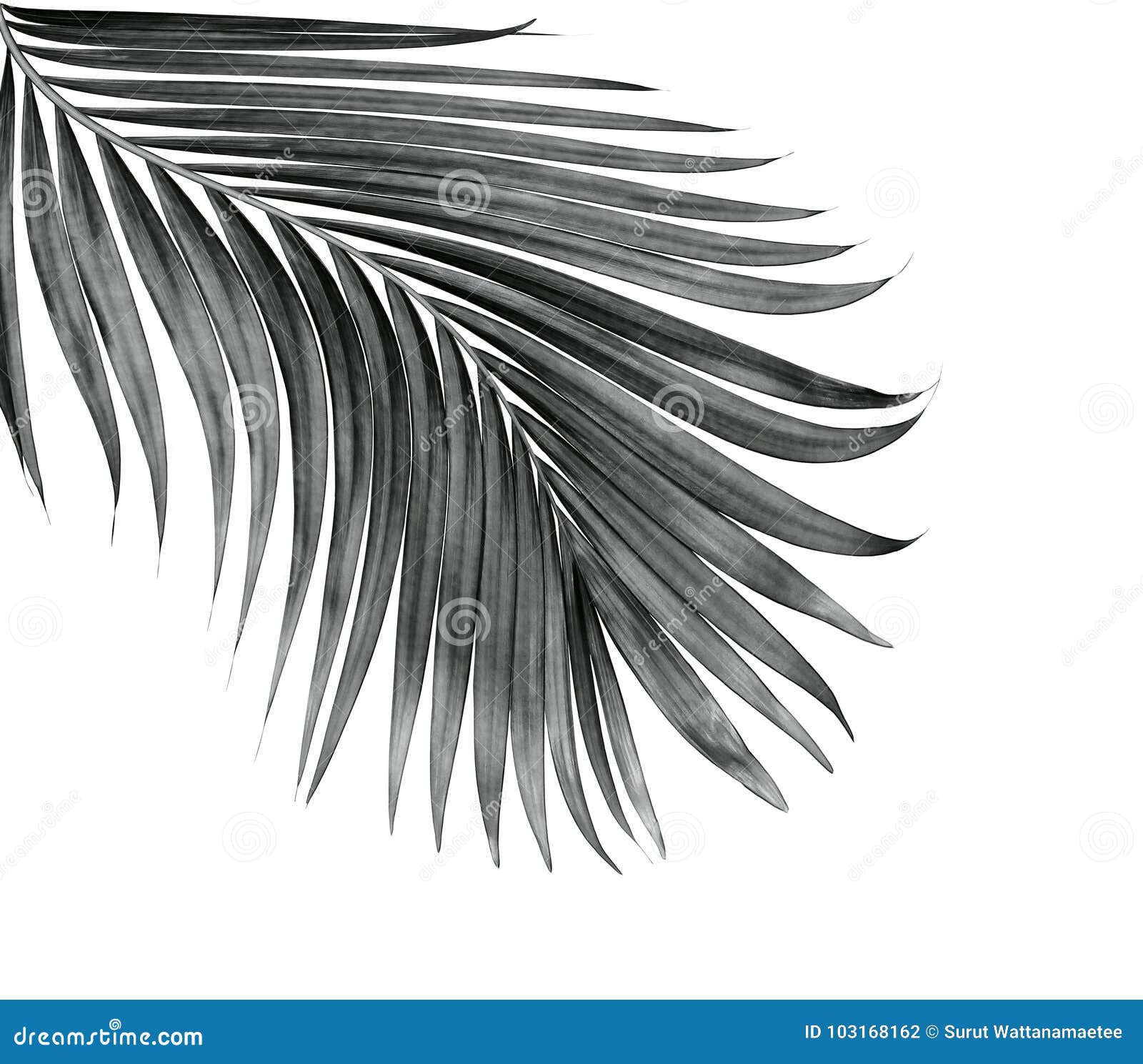 Leaf of Palm Tree Isolated on White Background Stock Photo - Image of ... Leaf of Palm Tree Isolated on White Background Stock Photo - Image of ...