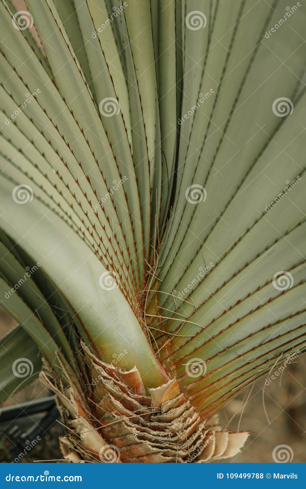 Leaf of the Palma & X28;closeup& X29; Stock Photo - Image of paradise ...