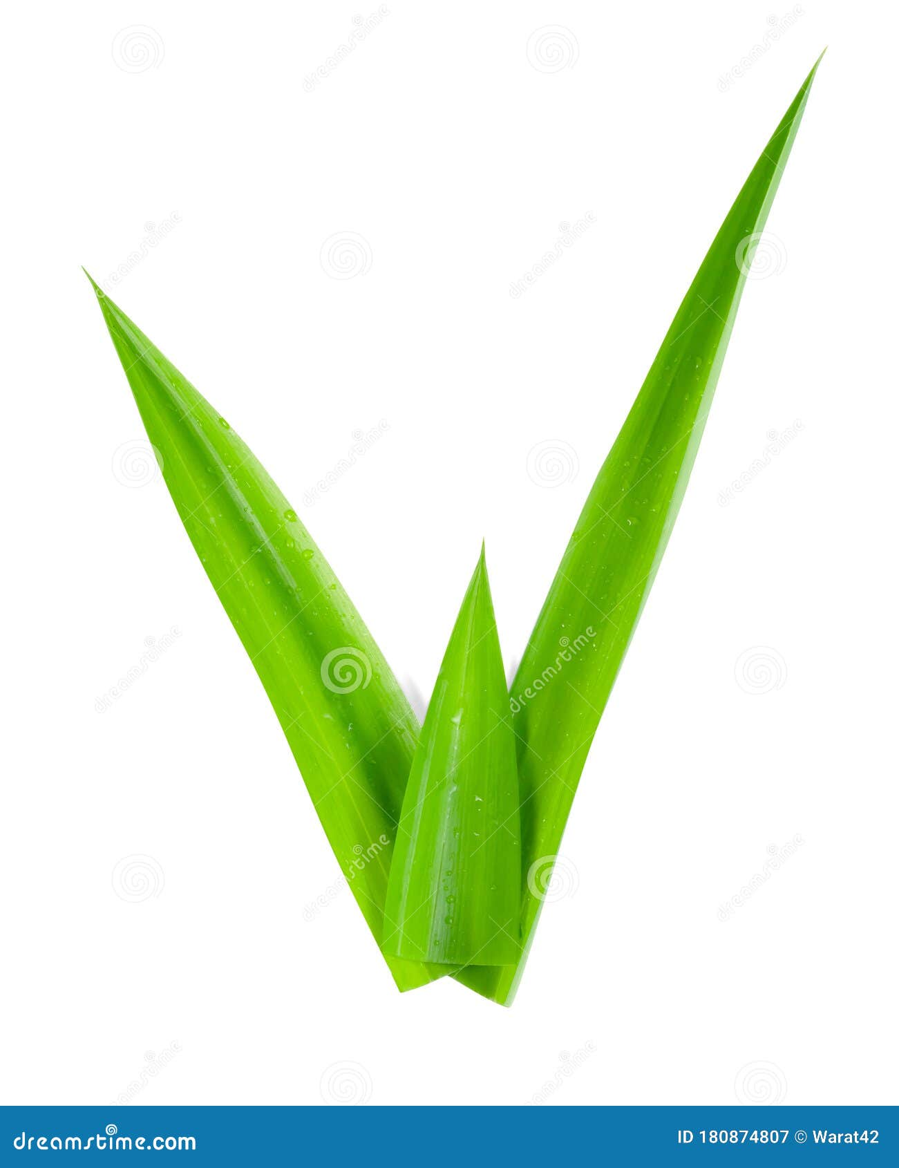 Leaf Pandan Isolated on White Background ,Green Leaves Pattern ,include ...