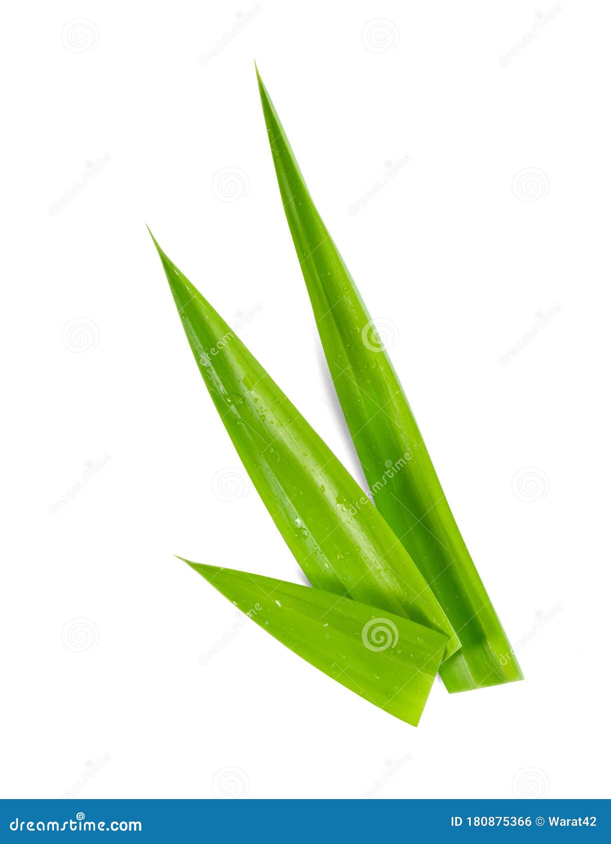 Leaf Pandan Isolated on White Background ,Green Leaves Pattern ,include ...