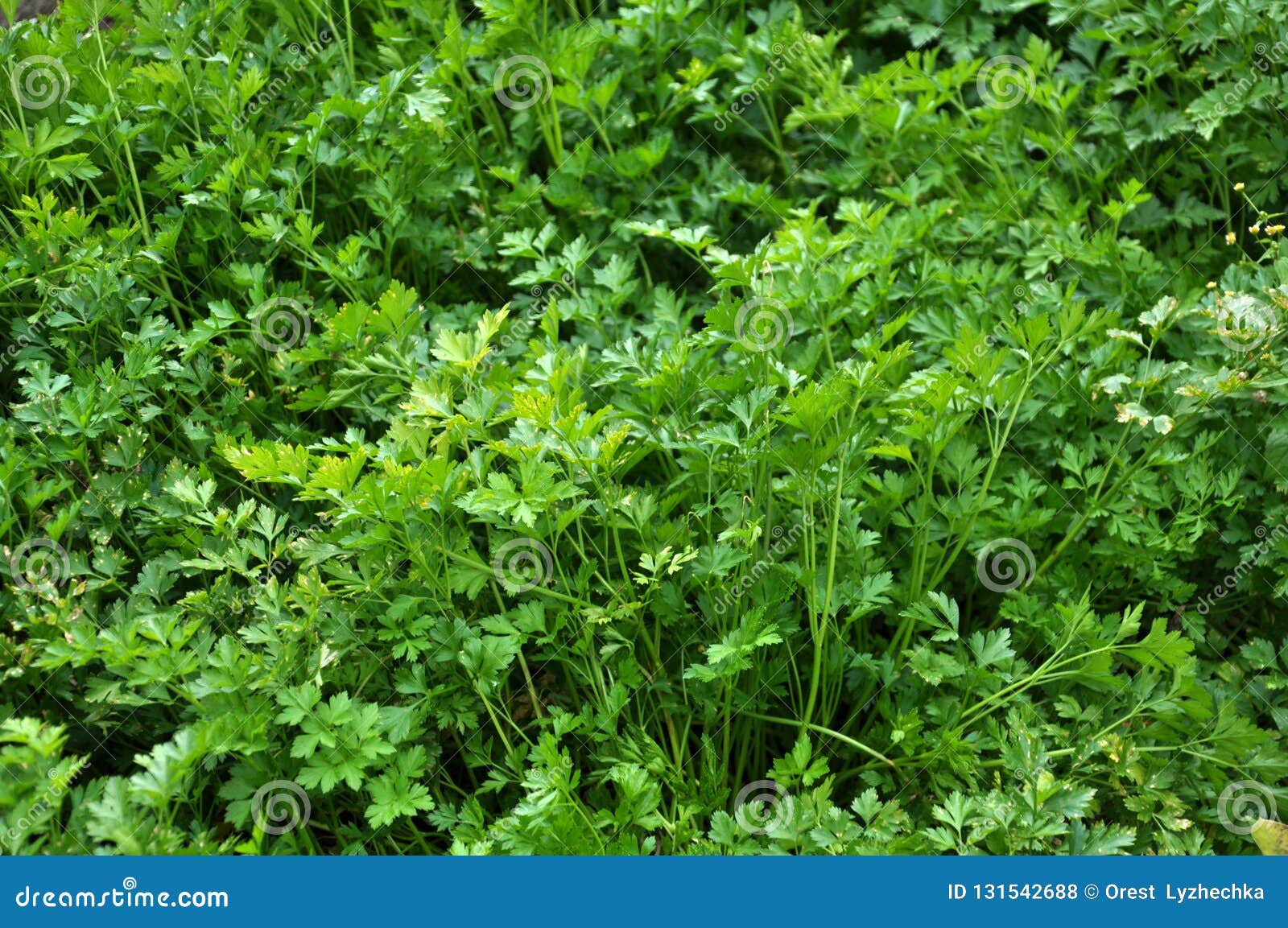 Leaf Parsley Grows in Open Ground Stock Photo - Image of spices, summer ...