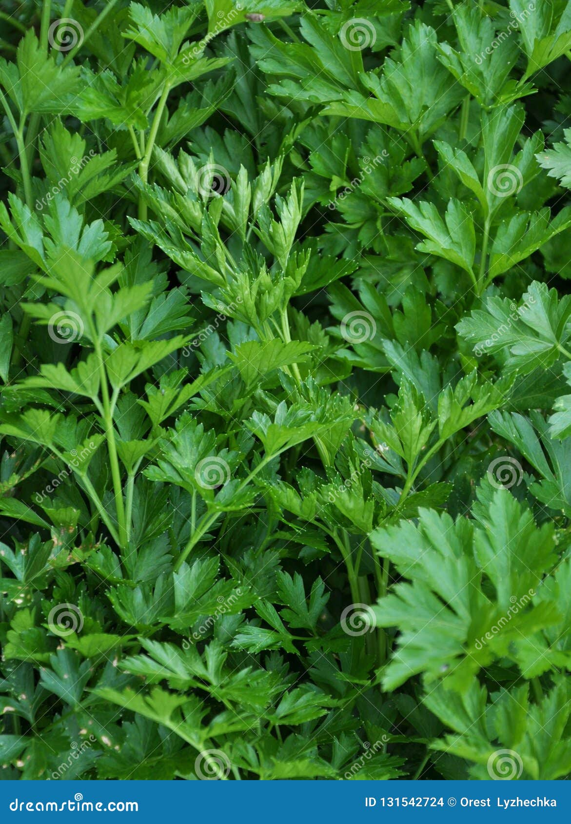 Leaf Parsley Grows in Open Ground Stock Photo - Image of grows, color ...