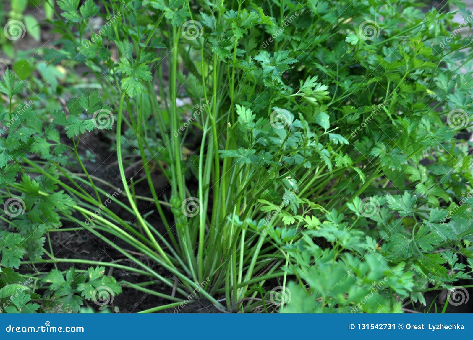 Leaf Parsley Grows in Open Ground Stock Image - Image of ground ...