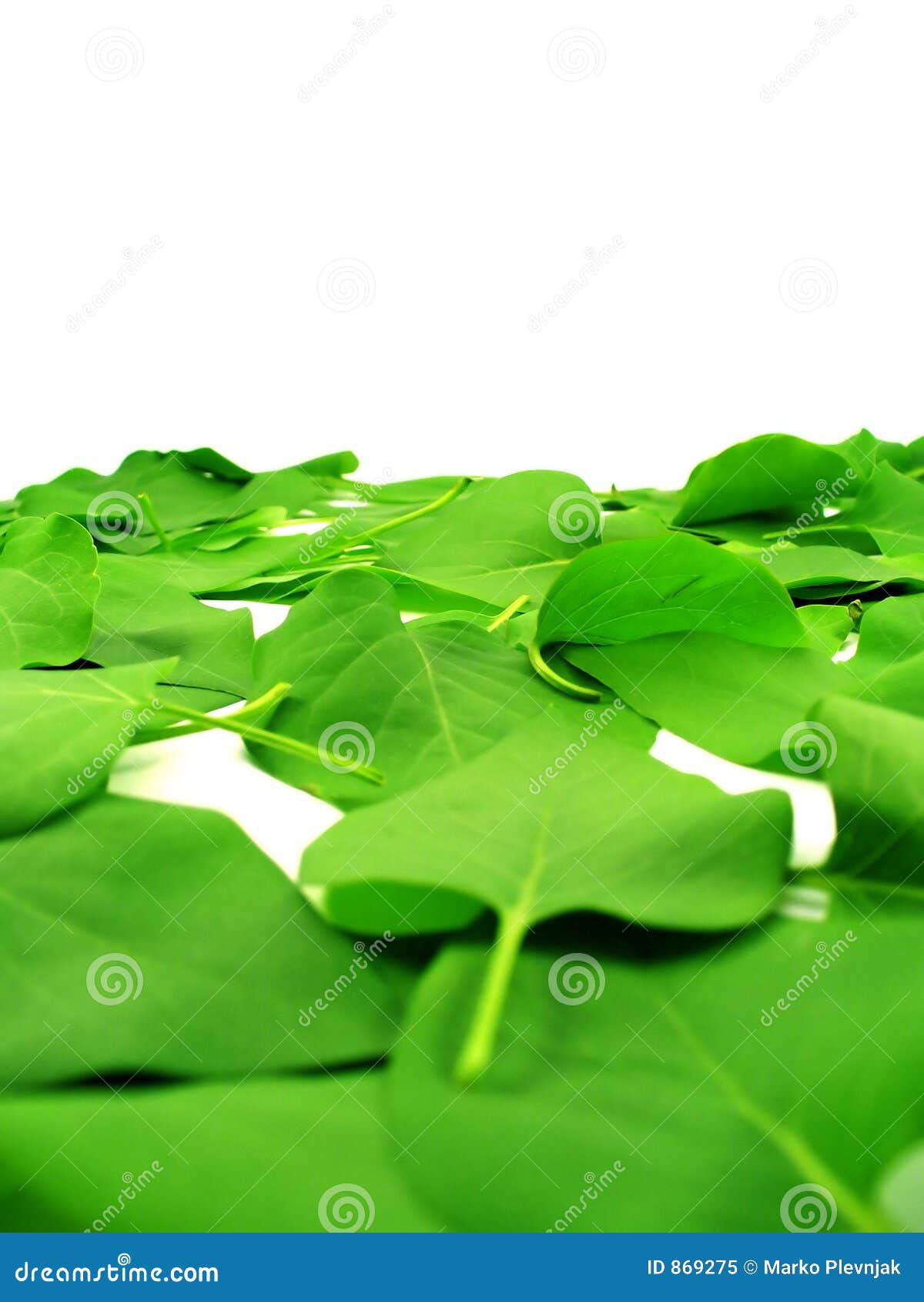 Leaf path stock image. Image of crowd, nature, business - 869275