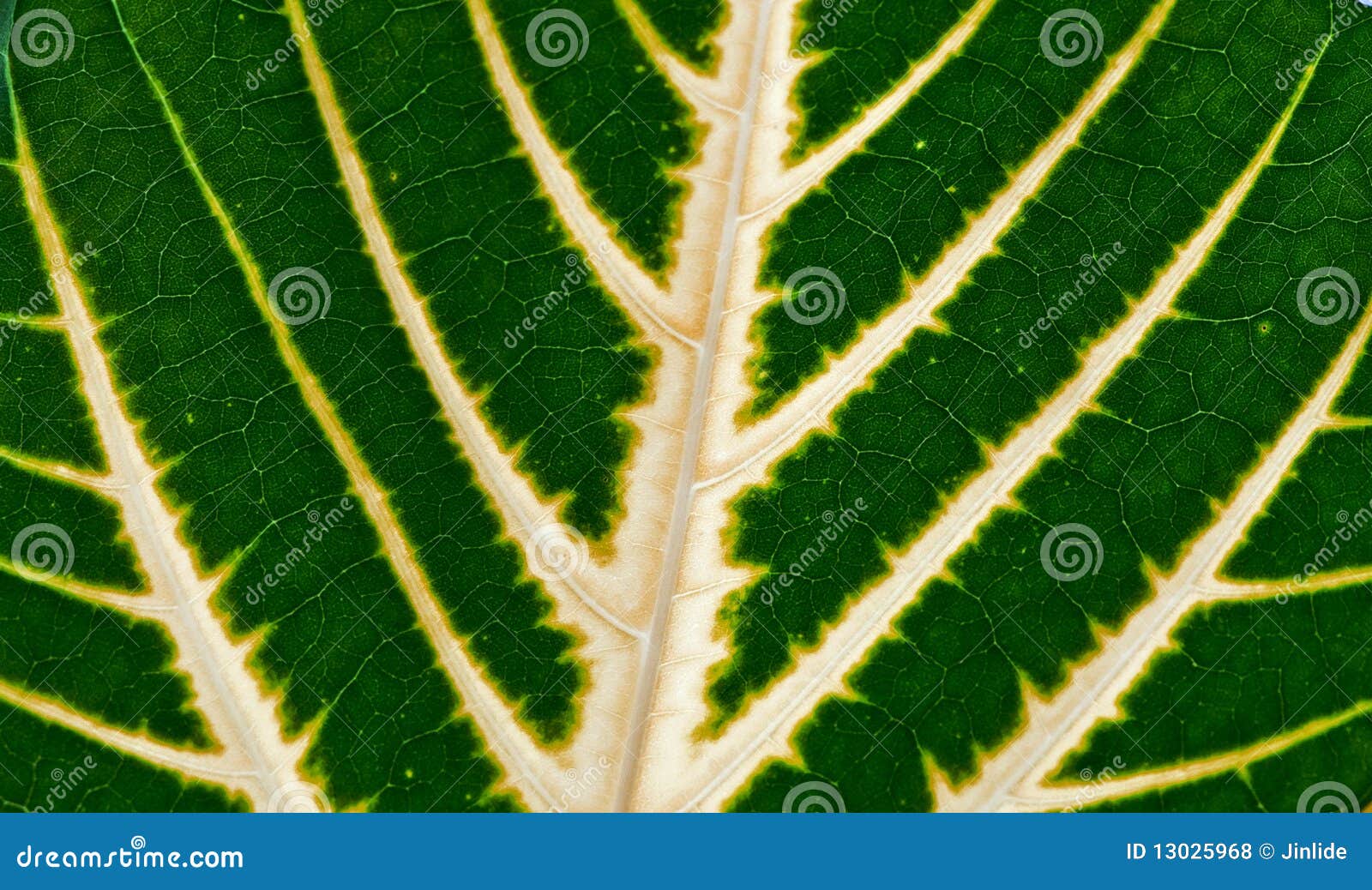 Leaf pattern stock photo. Image of photosynthesis, colors - 13025968