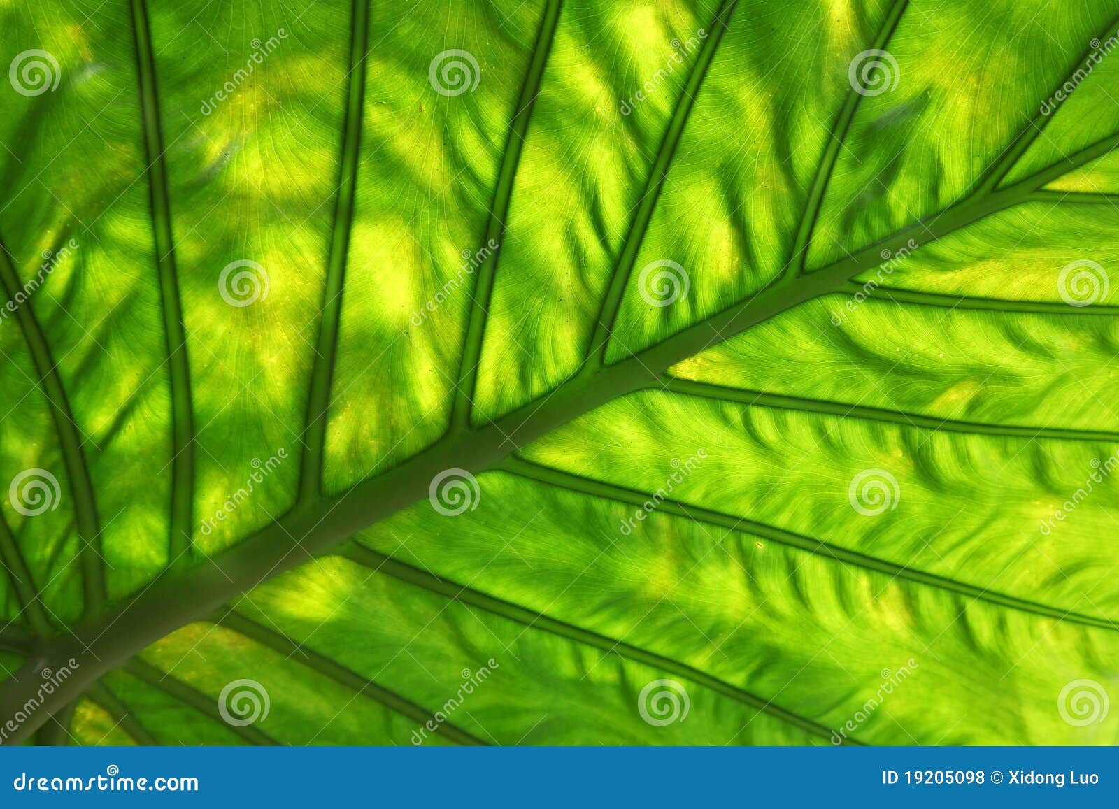 Leaf Pattern stock photo. Image of background, green - 19205098