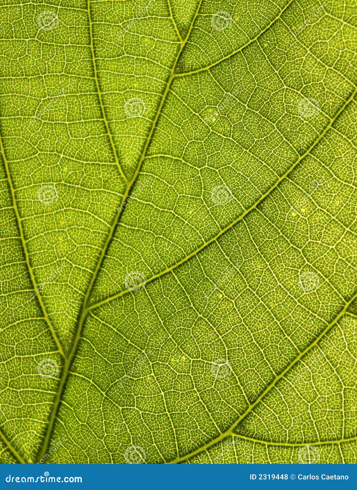 Leaf Pattern stock photo. Image of environment, pattern - 2319448