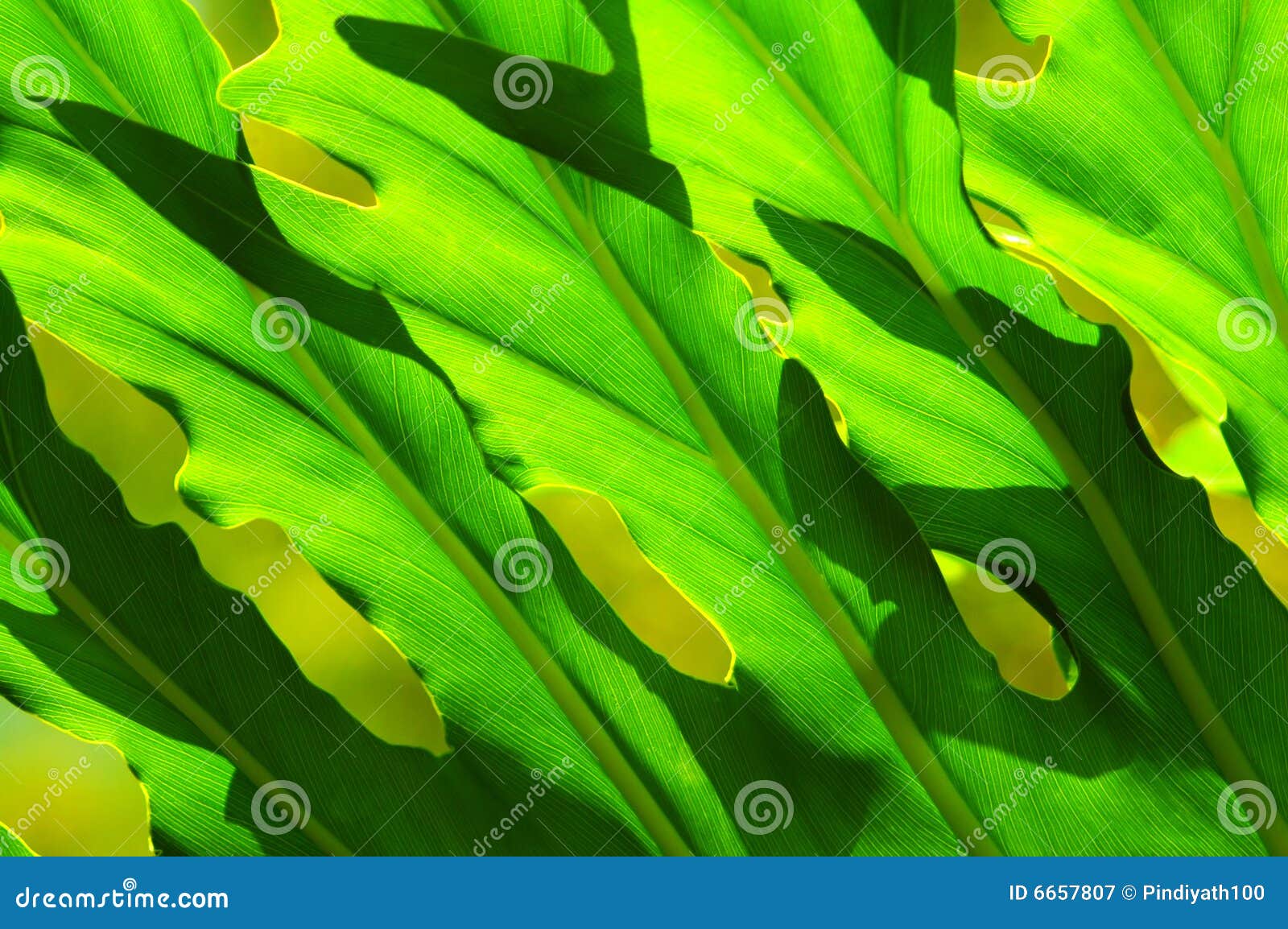 Types Of Leaf Patterns