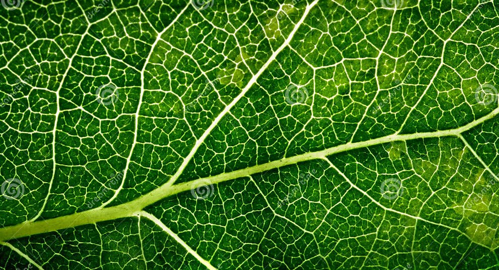 Leaf Pattern stock image. Image of gardeining, leaf, abstract - 789471