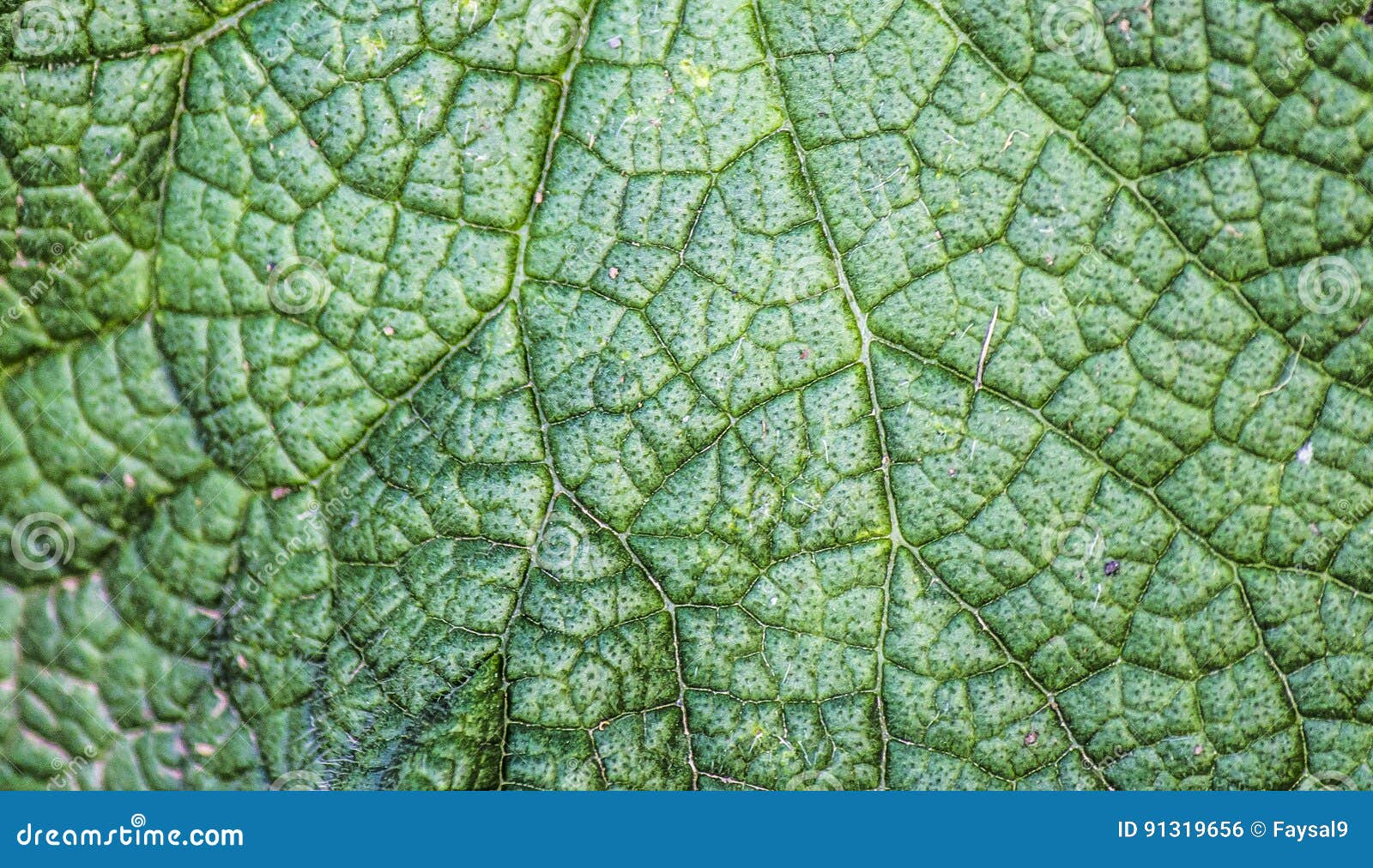 Leaf Pattern Background in Green Color Stock Photo - Image of backdrop ...