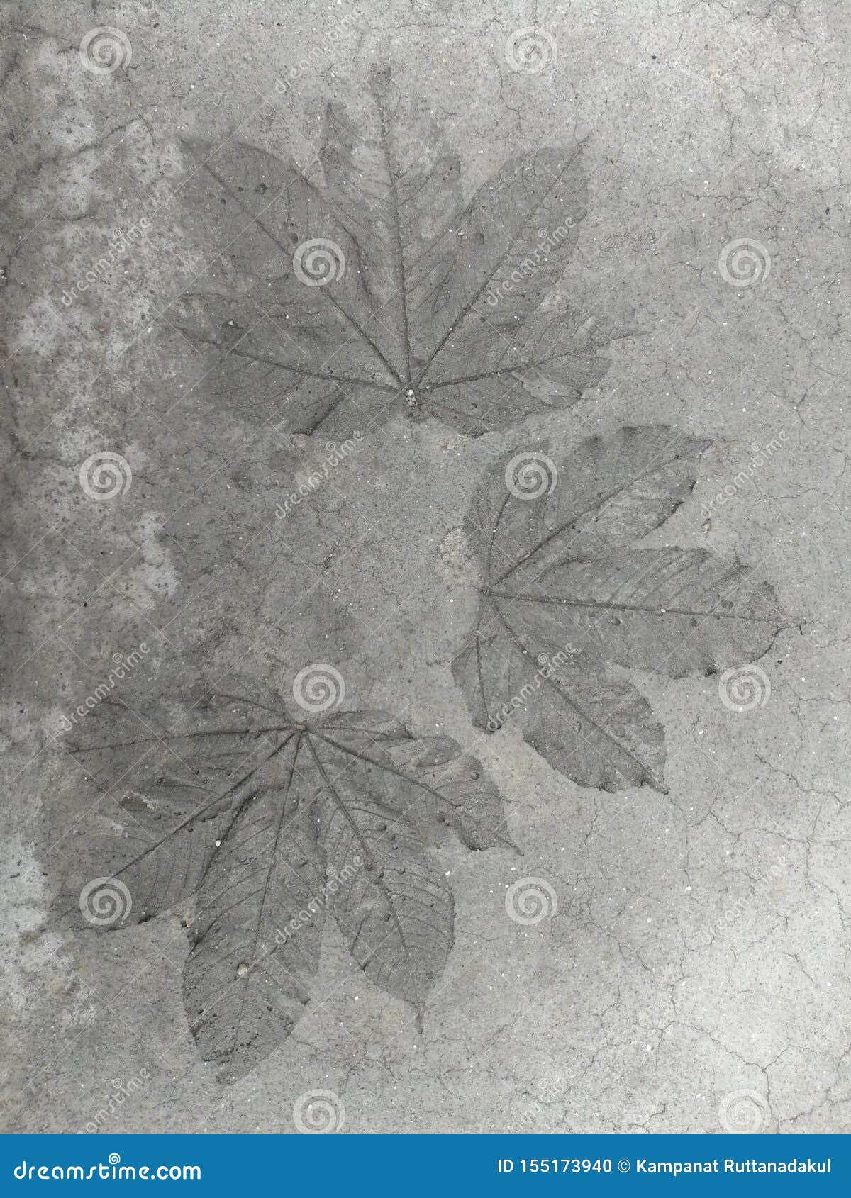 Leaf pattern, cement floor stock photo. Image of leaf - 155173940