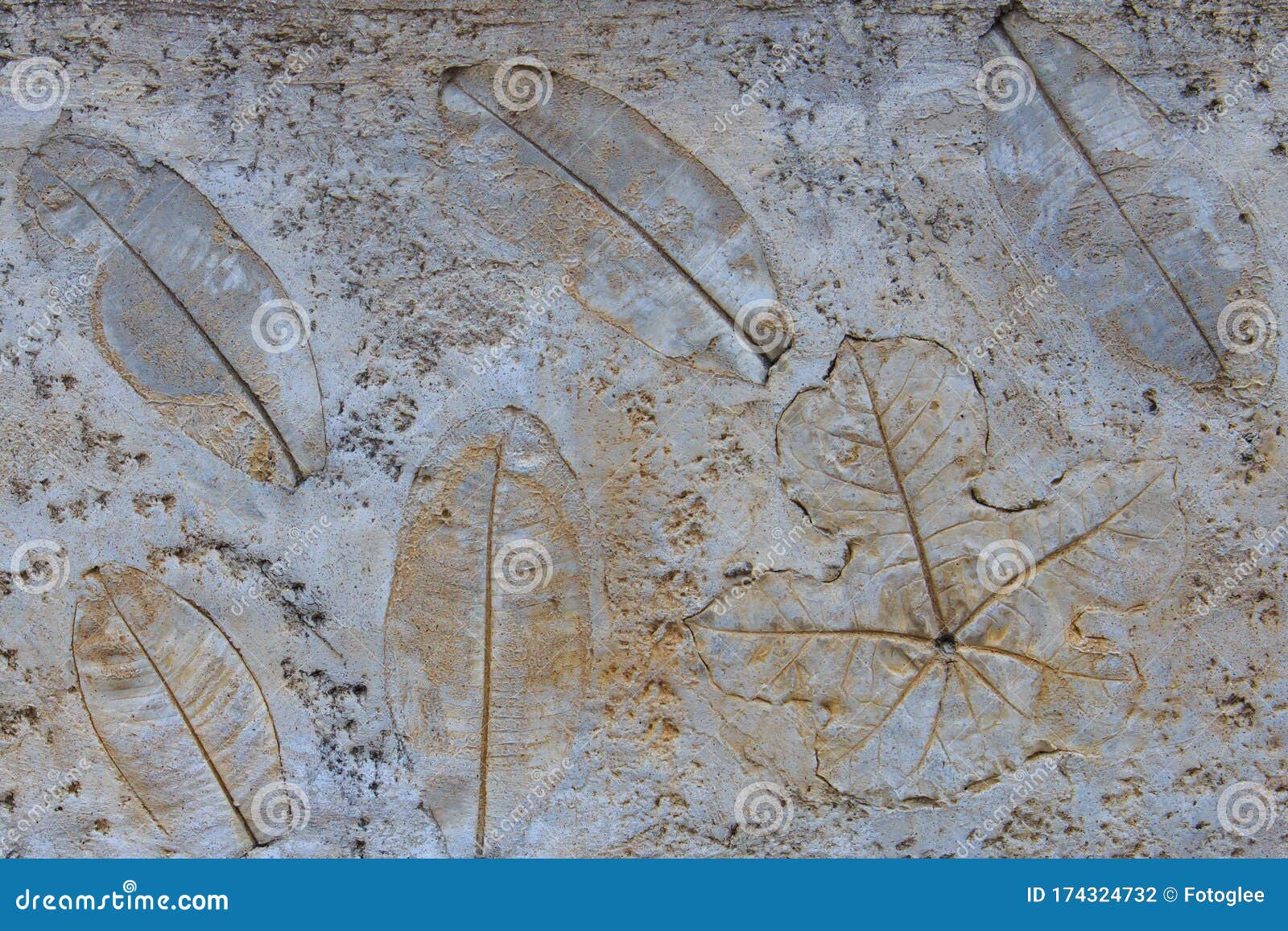 Leaf Pattern on Cement Texture and Background Stock Photo - Image of ...