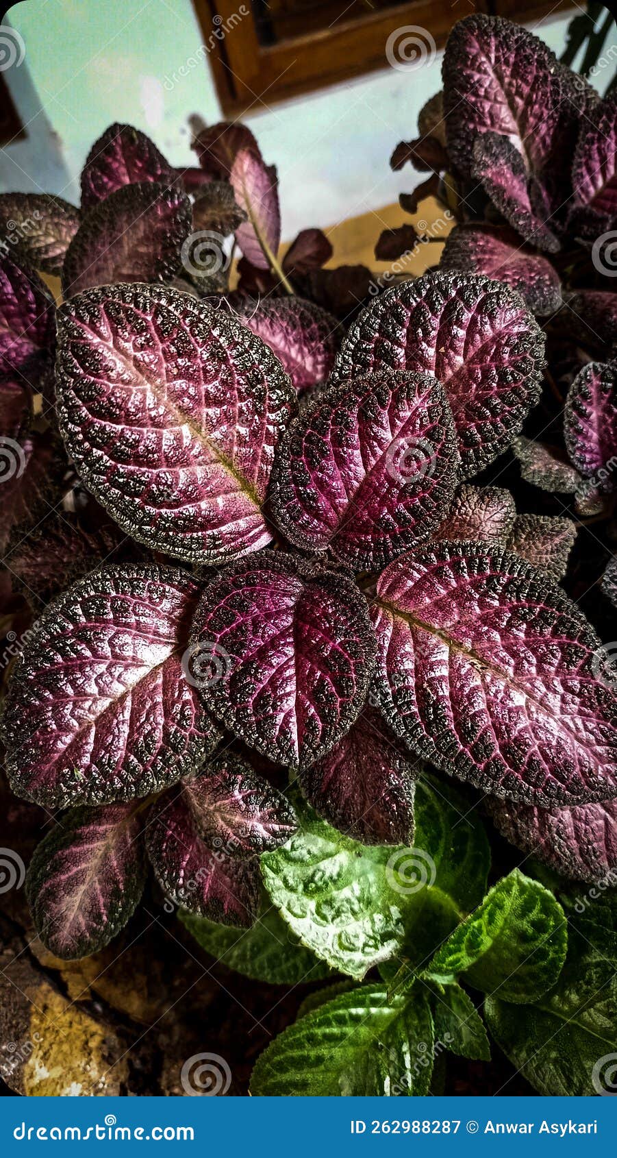 The Leaf Pattern and Colors are Beautifull and Attractive Stock Image ...