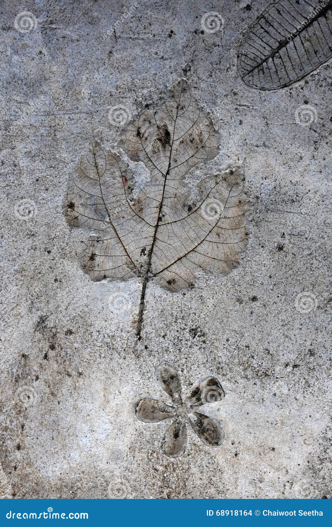 Leaf pattern on concrete stock photo. Image of style - 68918164
