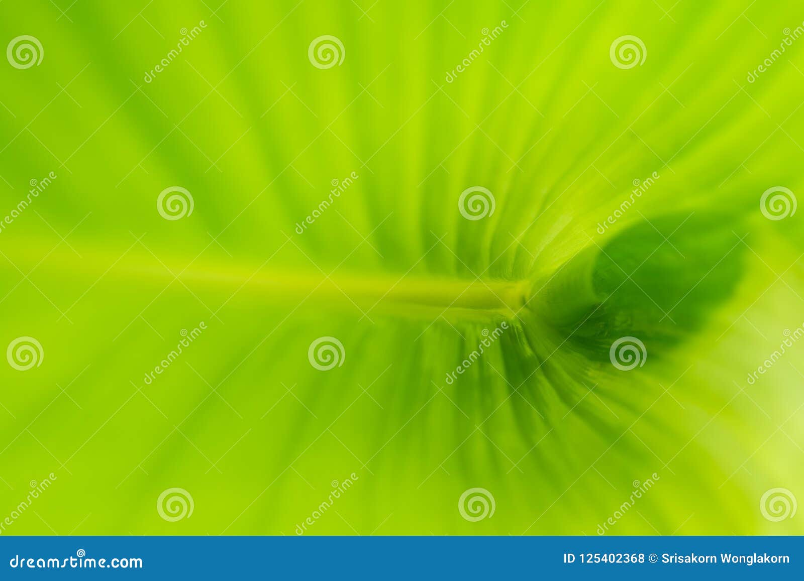 Leaf Pattern. Fresh Green Color of Leaves Stock Photo - Image of ...