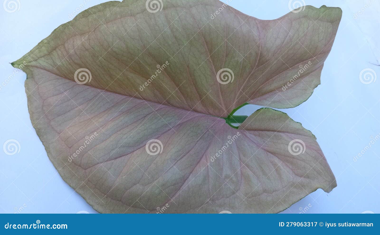 Leaf Pattern Green Colors Strip Pink Stock Image - Image of colors ...