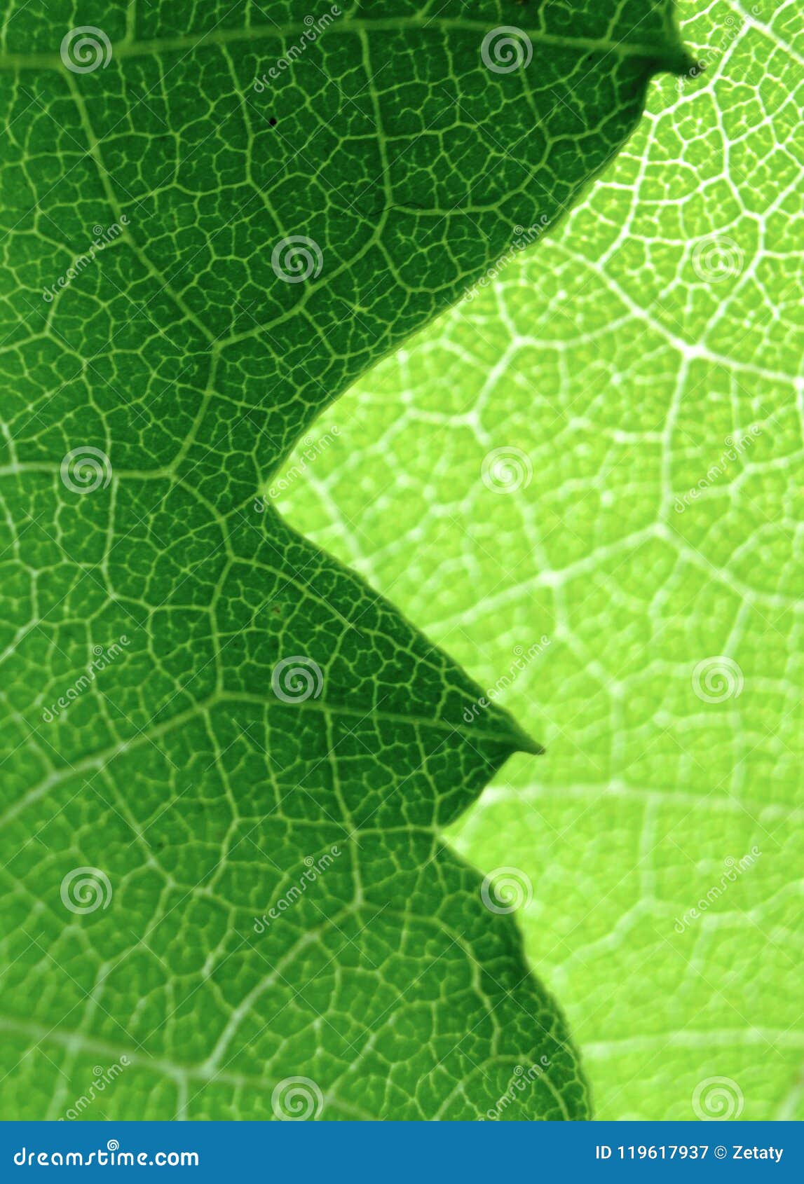 Leaf Pattern Macro Abstract Colour Stock Image - Image of clouse ...