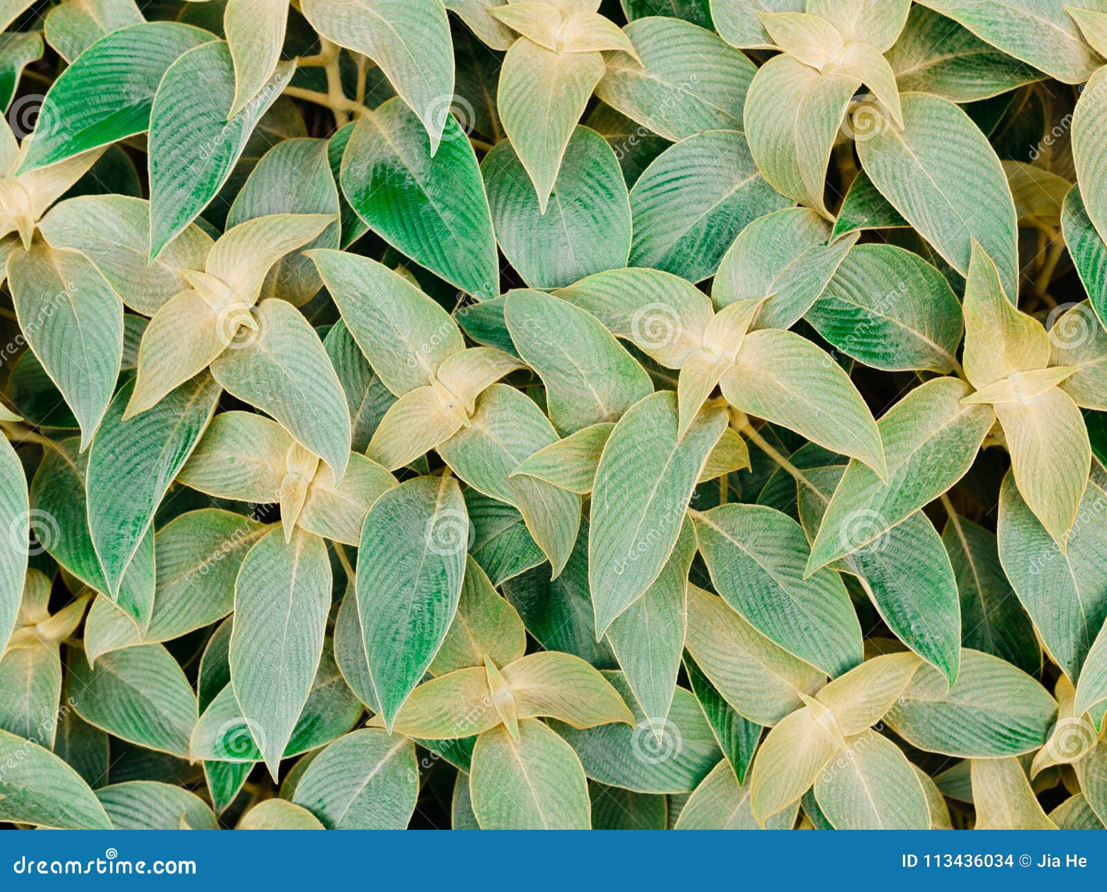 Leaf Pattern Texture Background Stock Photo - Image of closeup, leaf ...