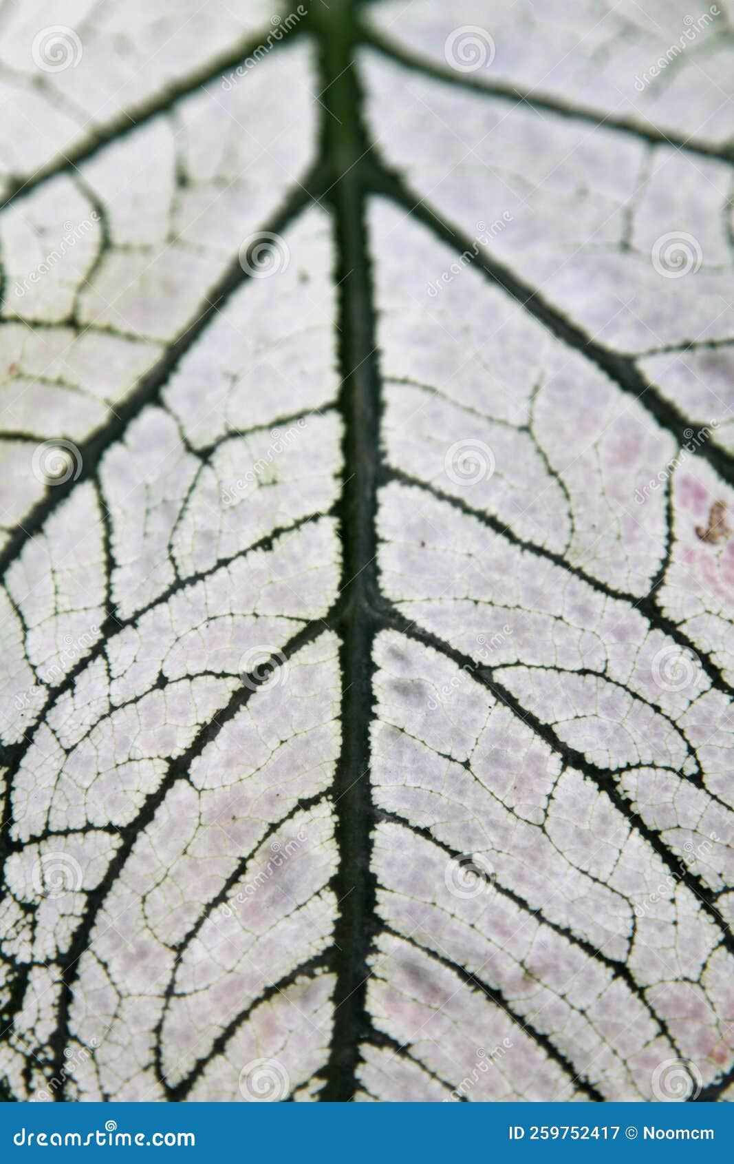 Leaf Pattern Texture Background Stock Image - Image of stem, object ...