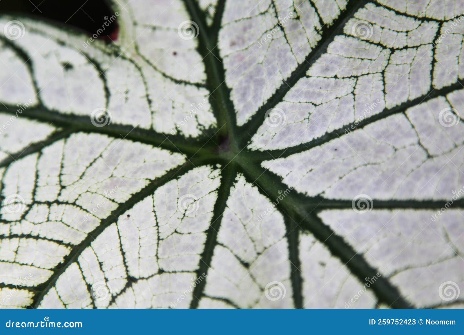 Leaf Pattern Texture Background Stock Image - Image of stem, branch ...