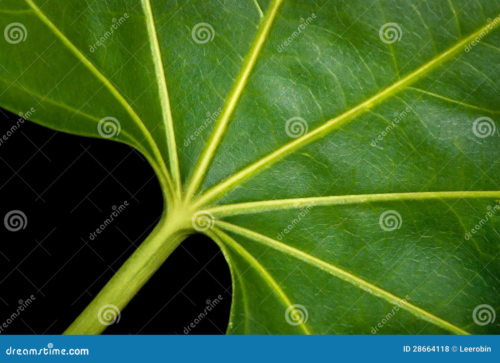 Leaf pattern and textures stock photo. Image of detail - 28664118