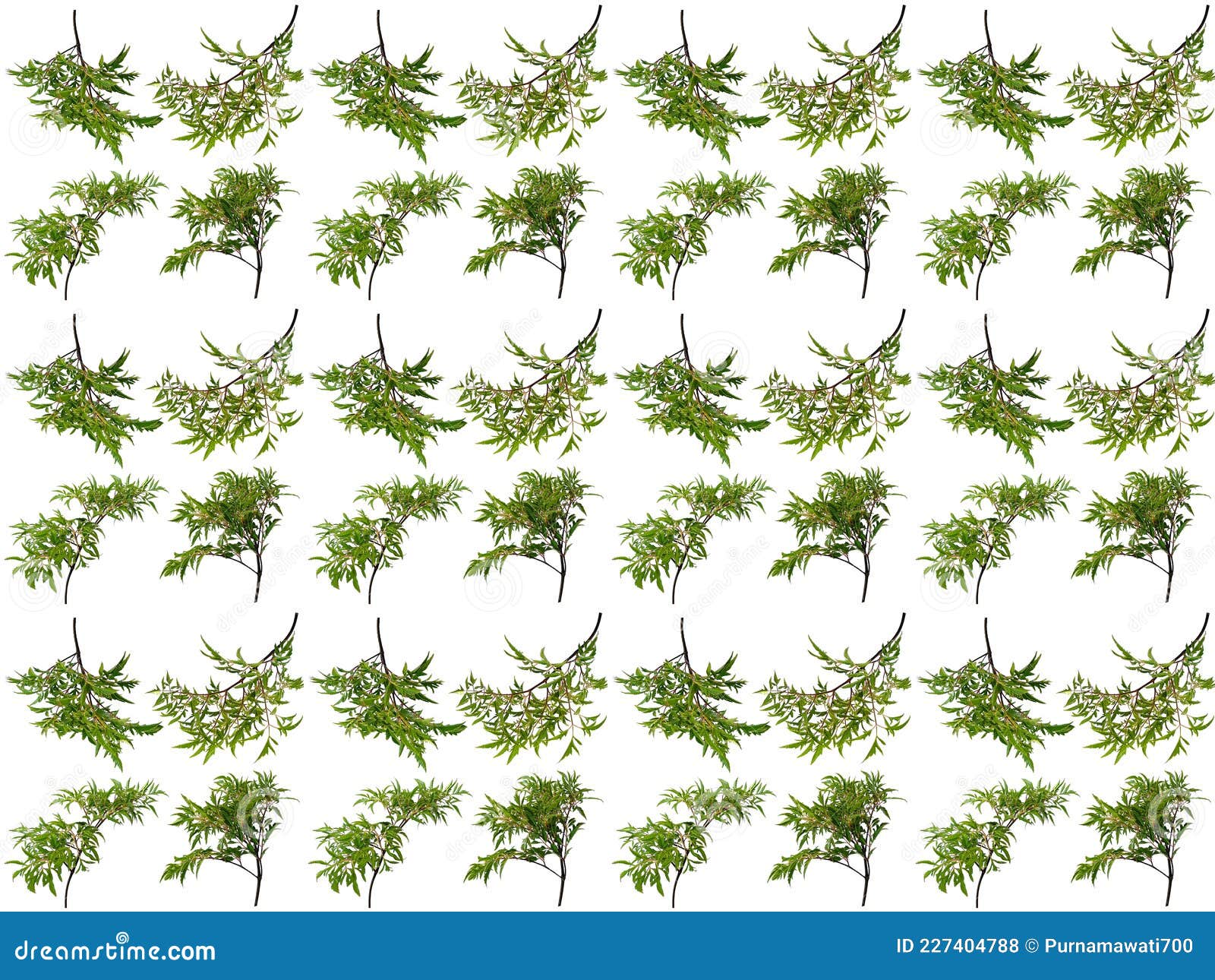 Leaf Pattern with a White Background. Leaves Pattern. Stock Photo ...