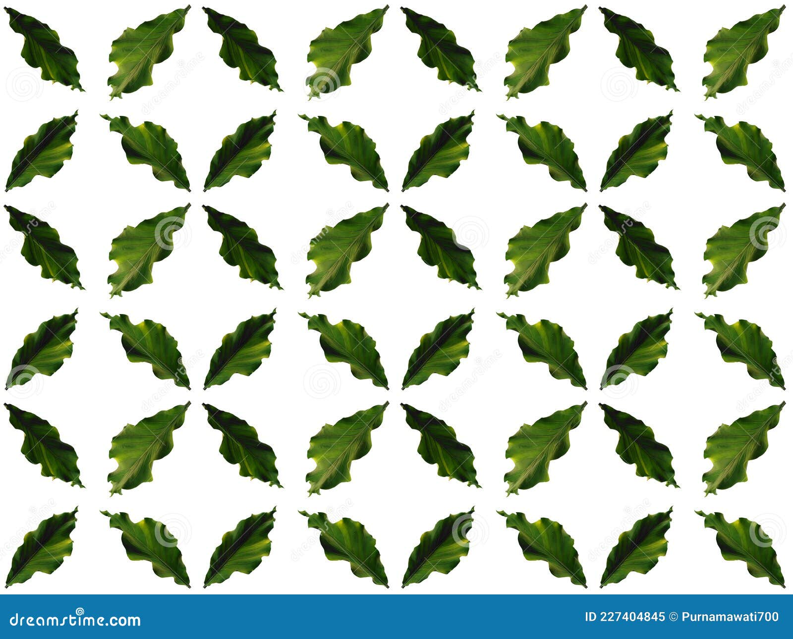 Leaf Pattern with a White Background. Leaves Pattern. Stock Image ...