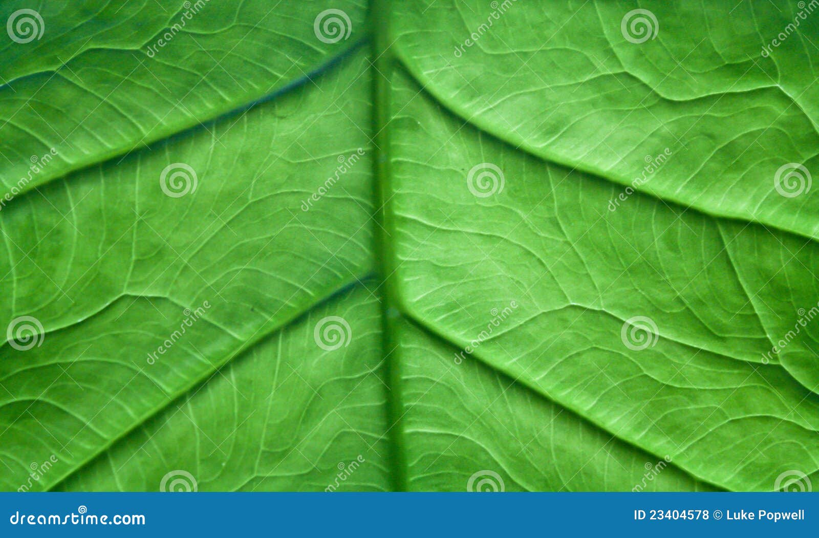 Types Of Leaf Patterns