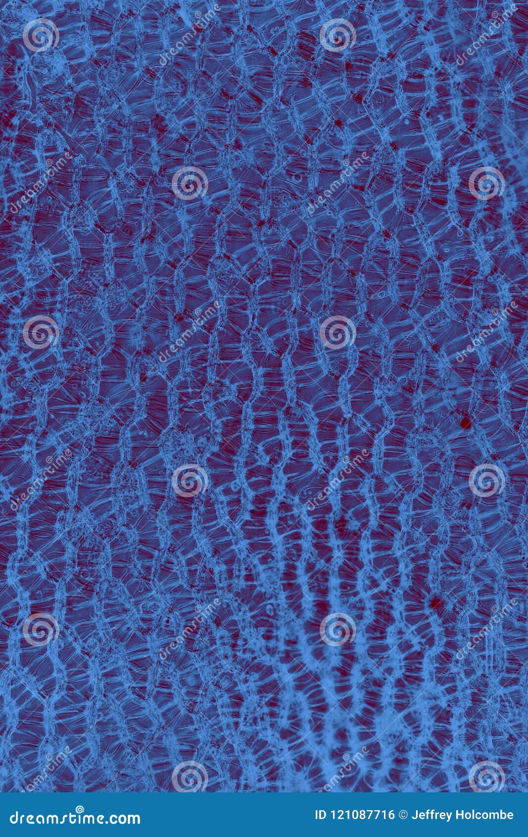 Leaf Patterns in an Abstract Micrograph of Peat Moss. Stock Photo ...