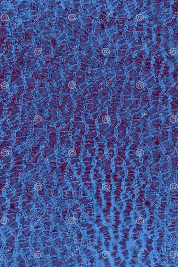 Leaf Patterns in an Abstract Micrograph of Peat Moss. Stock Photo ...